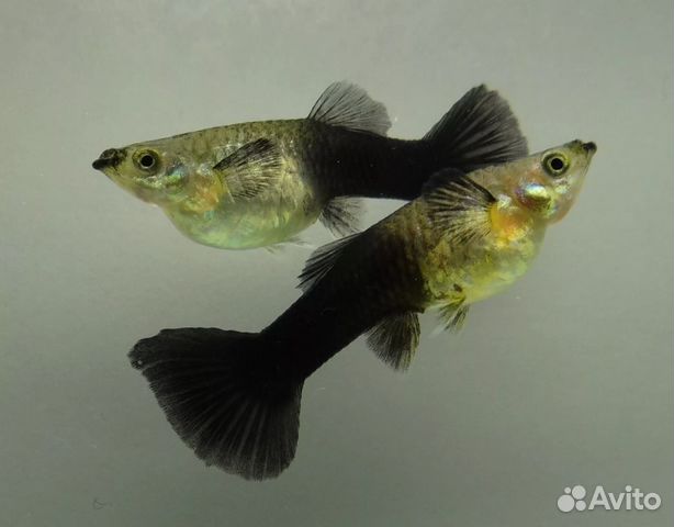 Гуппи Черный монах самки