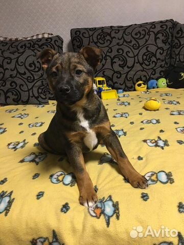 Ищет дом щенок не крупной собачки Флай