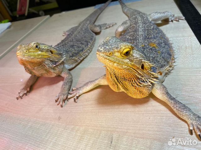 Бородатая агама