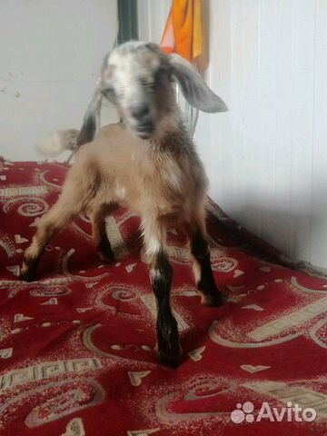 Породистые козлята