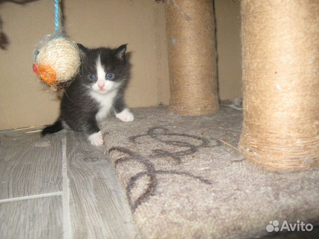 Котята в дар