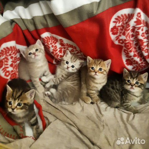 Чудесные плюшевые британские котята