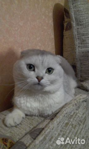 Вязка с вислоухим котиком