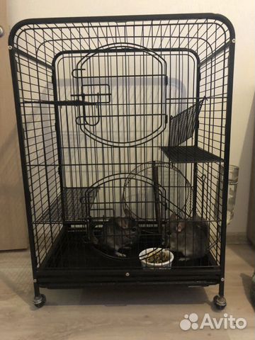 Шиншилла с клеткой