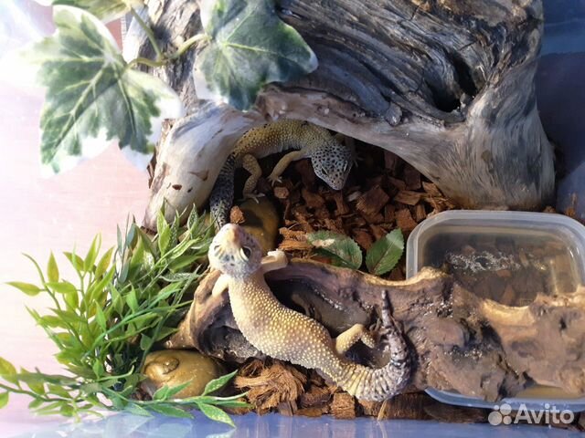 Эублефары пара