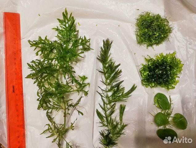 Аквариумные растения, улитки