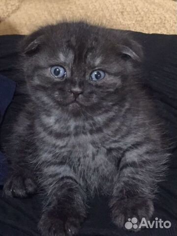 Кошки шодландцы