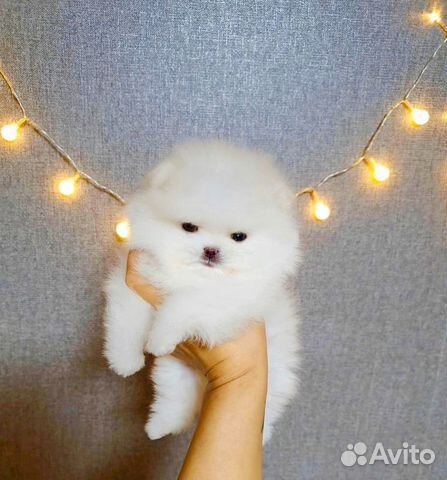 Подарки мини шпицы мишки Бу