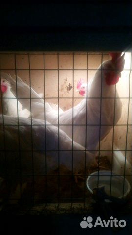 Птица породная