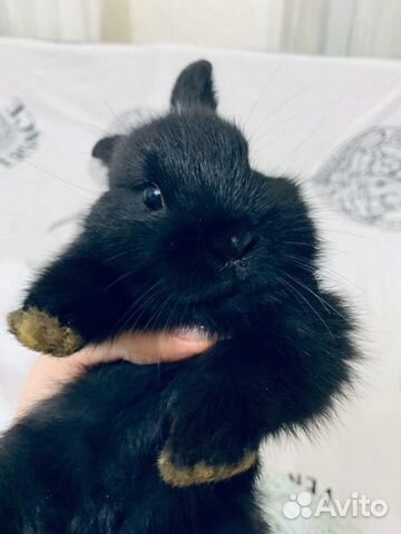 Декоративный кролик Вислоухий Баран