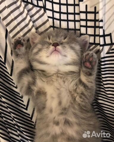 Котенок шотландский девочка