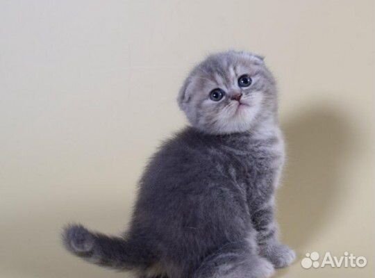 Шикарные плюшки на 8 марта