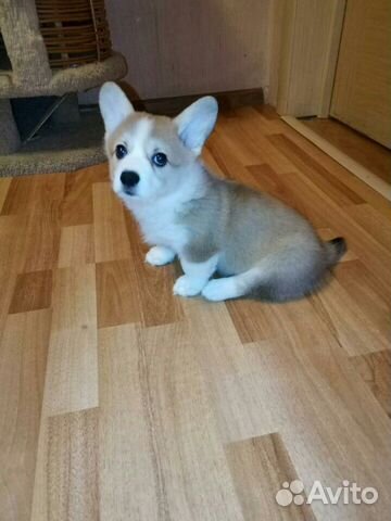 Вельш корги