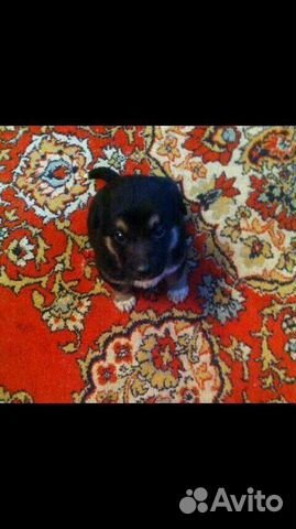 Митис щенок