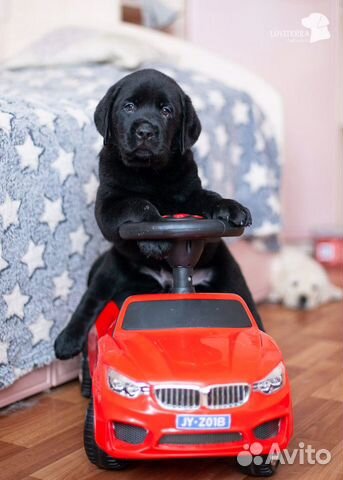 Чёрный бриллиант