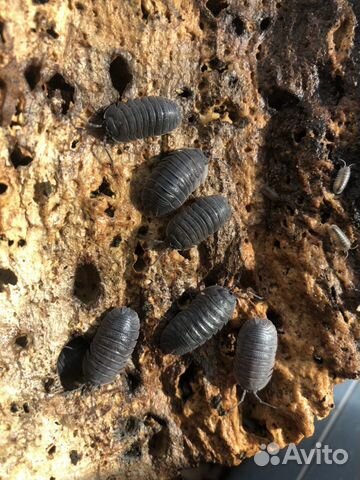Мокрицы Armadillidium frontirostre