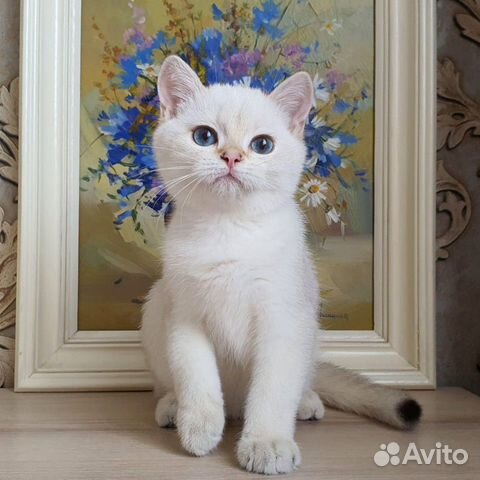 Мальчик окрас золотая шиншилла пойнт