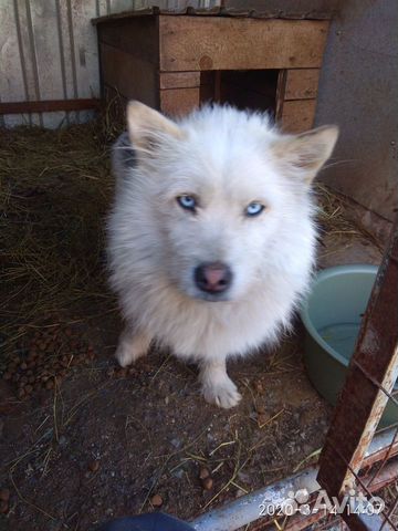 Песель в добрые руки