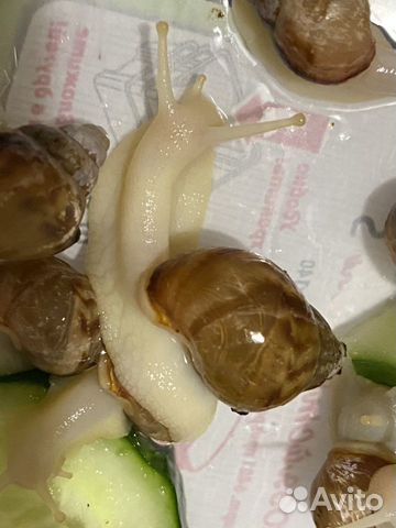 Отдам ахатинских улиток