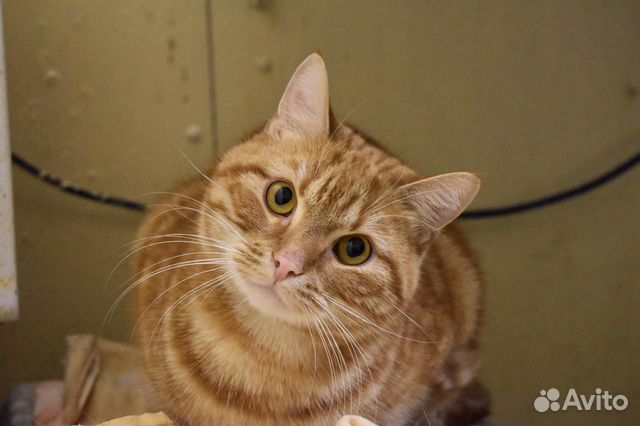 Очаровательный рыжик