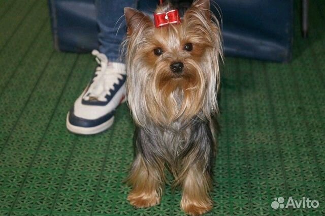 Вязка йоркширского терьера