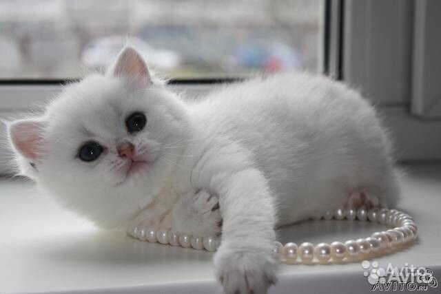 Шикарные британцы