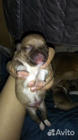 Щенки пекинеса