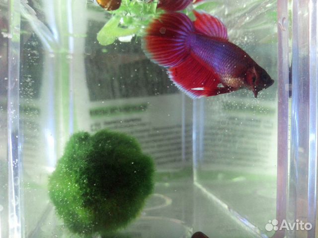 Рыбки петушки