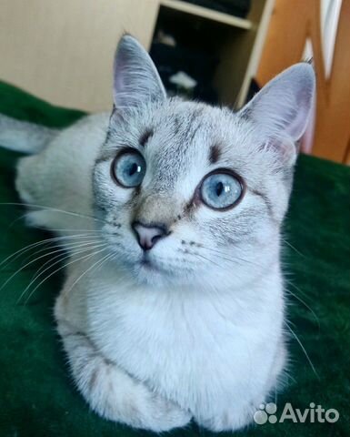 Кошка, вязка, ищем кота. порода "тайка" светлый ви
