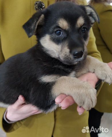 Щенок девочка, возраст 1 месяц