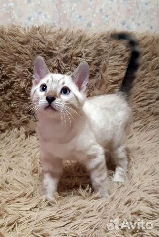 Бенгальские котята
