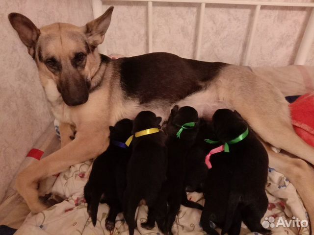 Щенки немецкой овчарки. Метисы