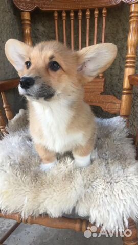 Вельш Корги Пемброк