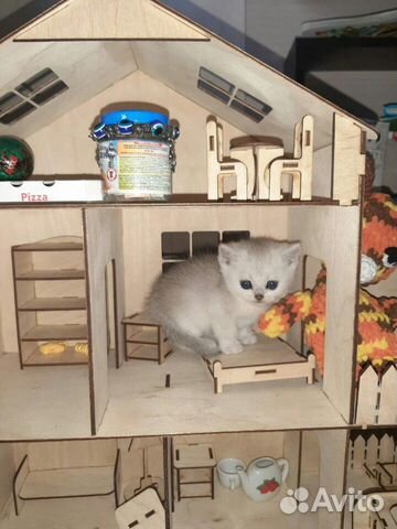 Котята серебристые шиншиллы