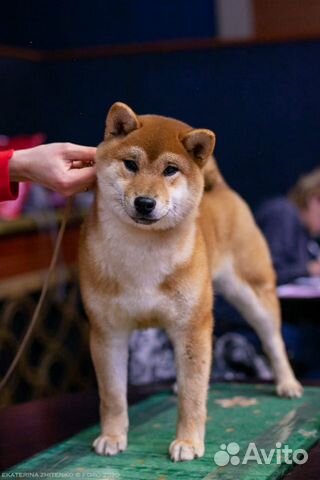 Сиба ину шиба ину