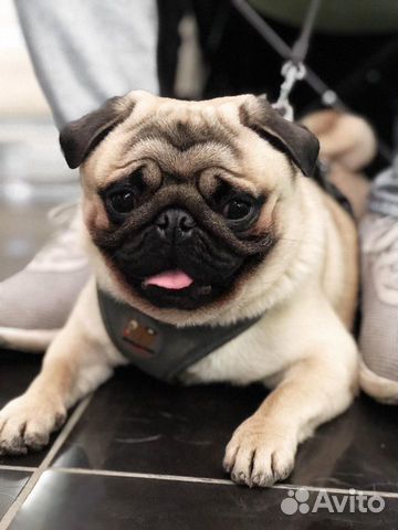 Мопс ищет невесту