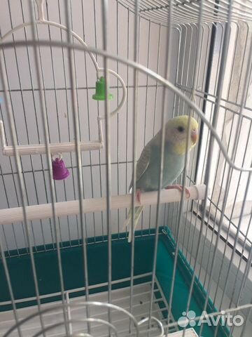 Попугайка волнистик девочка