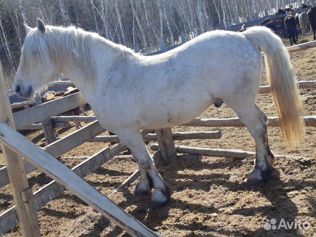 Продаётся серый жеребец возраст 9 лет