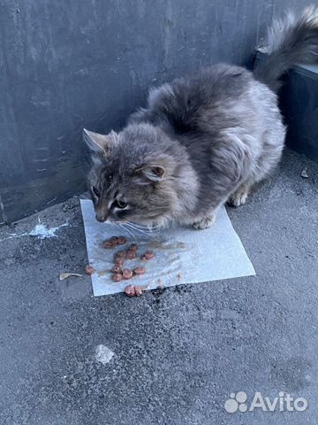 Брошенный кот (или кошка) нуждается в помощи