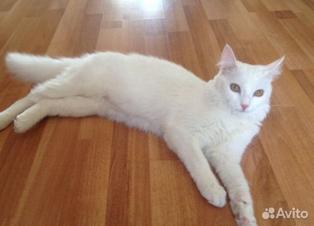 Белая ангорская кошечка Снежана, 1 год