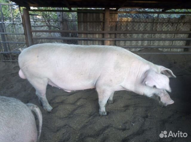 Продаю Хряка