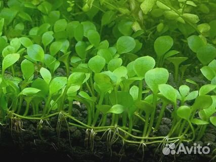 Марсилия (Marsilea quadrifolia)