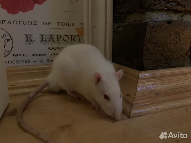 Отдам крысу