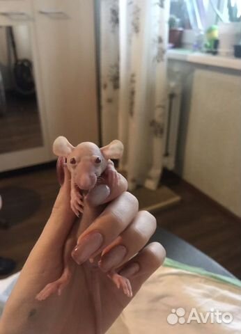 Крысята сфинксы