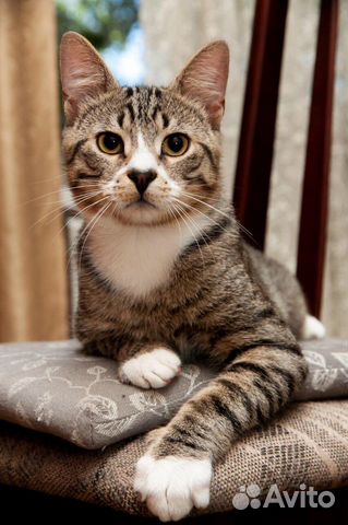 Котик 8 месяцев на радость хозяину