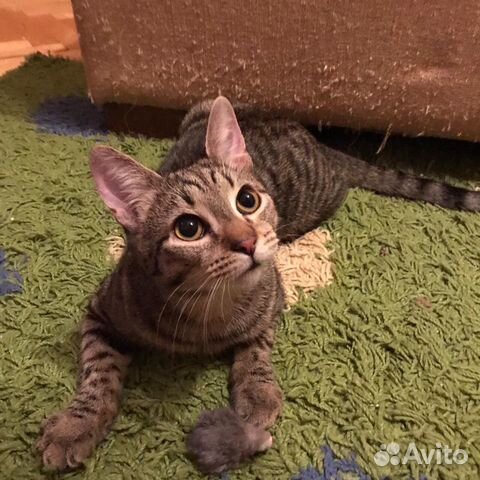 Котенок 6 мес