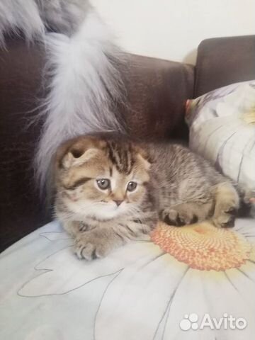 Продам котенка