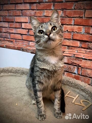 Котик Рич 1 год ищет дом