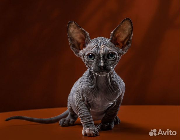 Канадский сфинкс из питомника