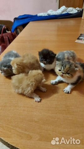 Котята. экзоты экстрималы